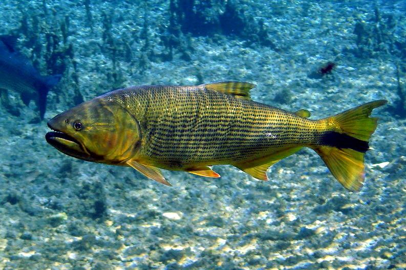 Pesca com piaba: guia completo da isca viva clássica brasileira para ...