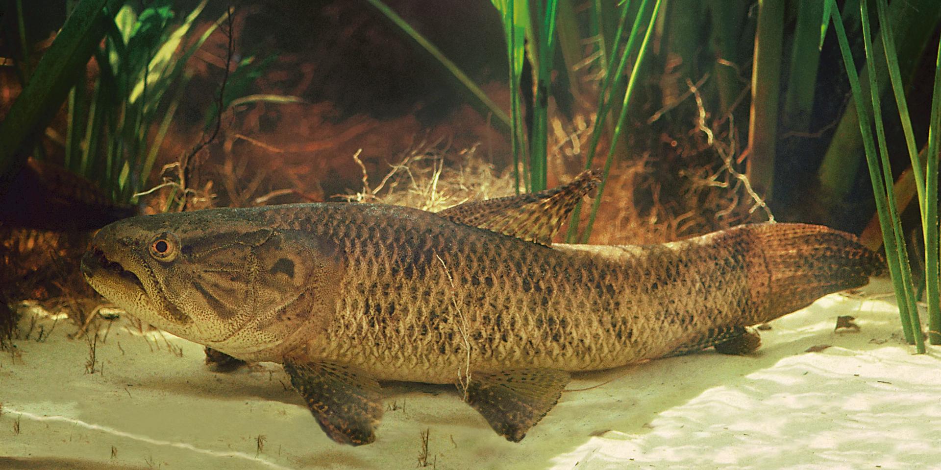 Pesca com piaba: guia completo da isca viva clássica brasileira para ...