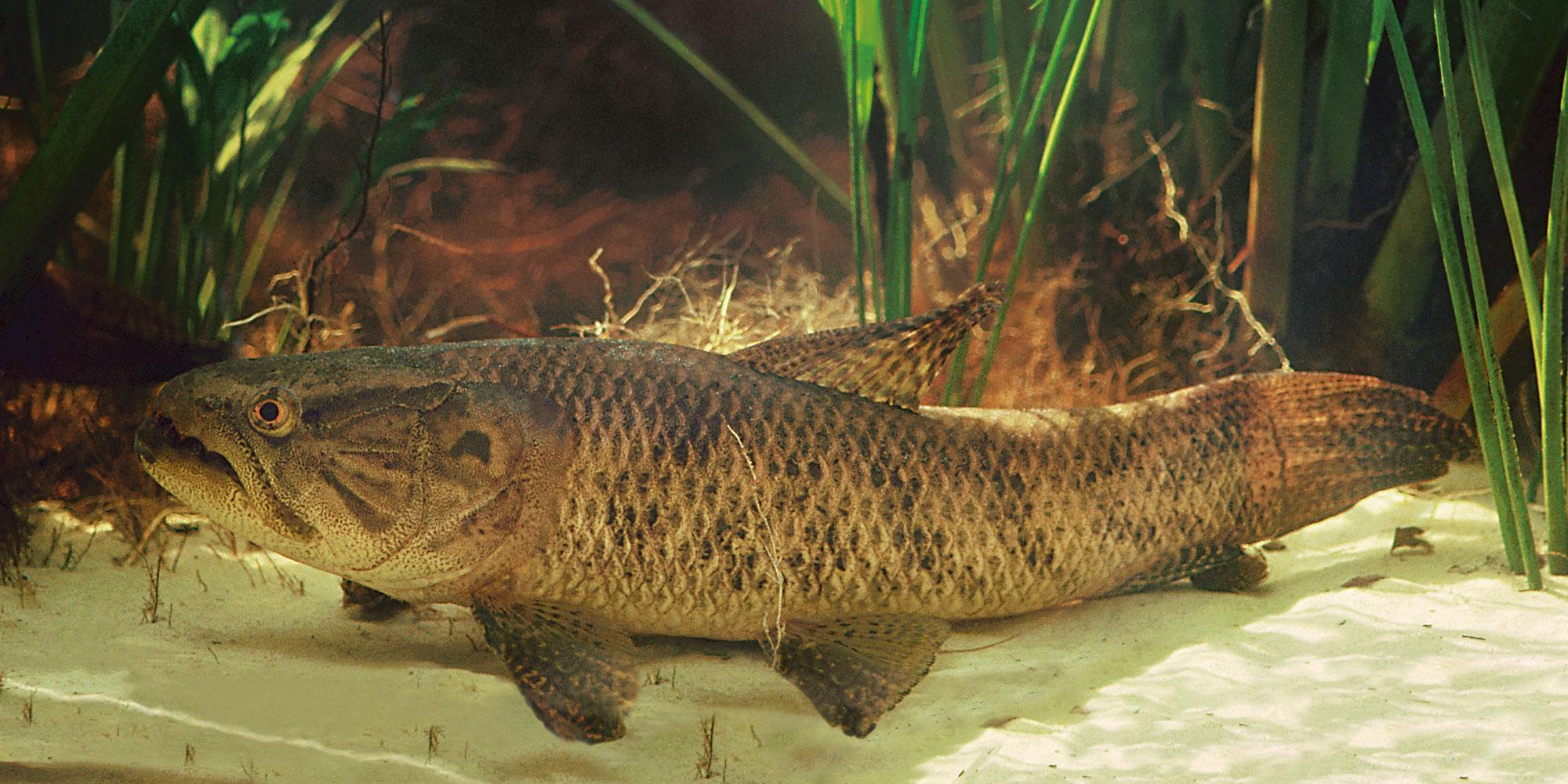 Pesca com piaba: guia completo da isca viva clássica brasileira para ...
